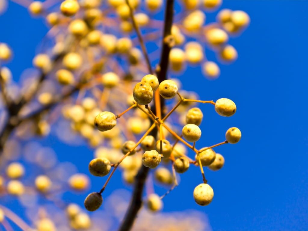 Are chinaberry trees poisonous? | Poison Control