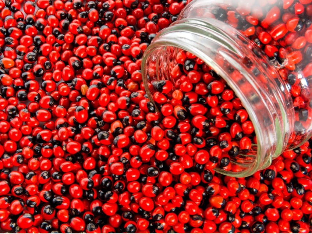 Are rosary peas poisonous? | Poison Control