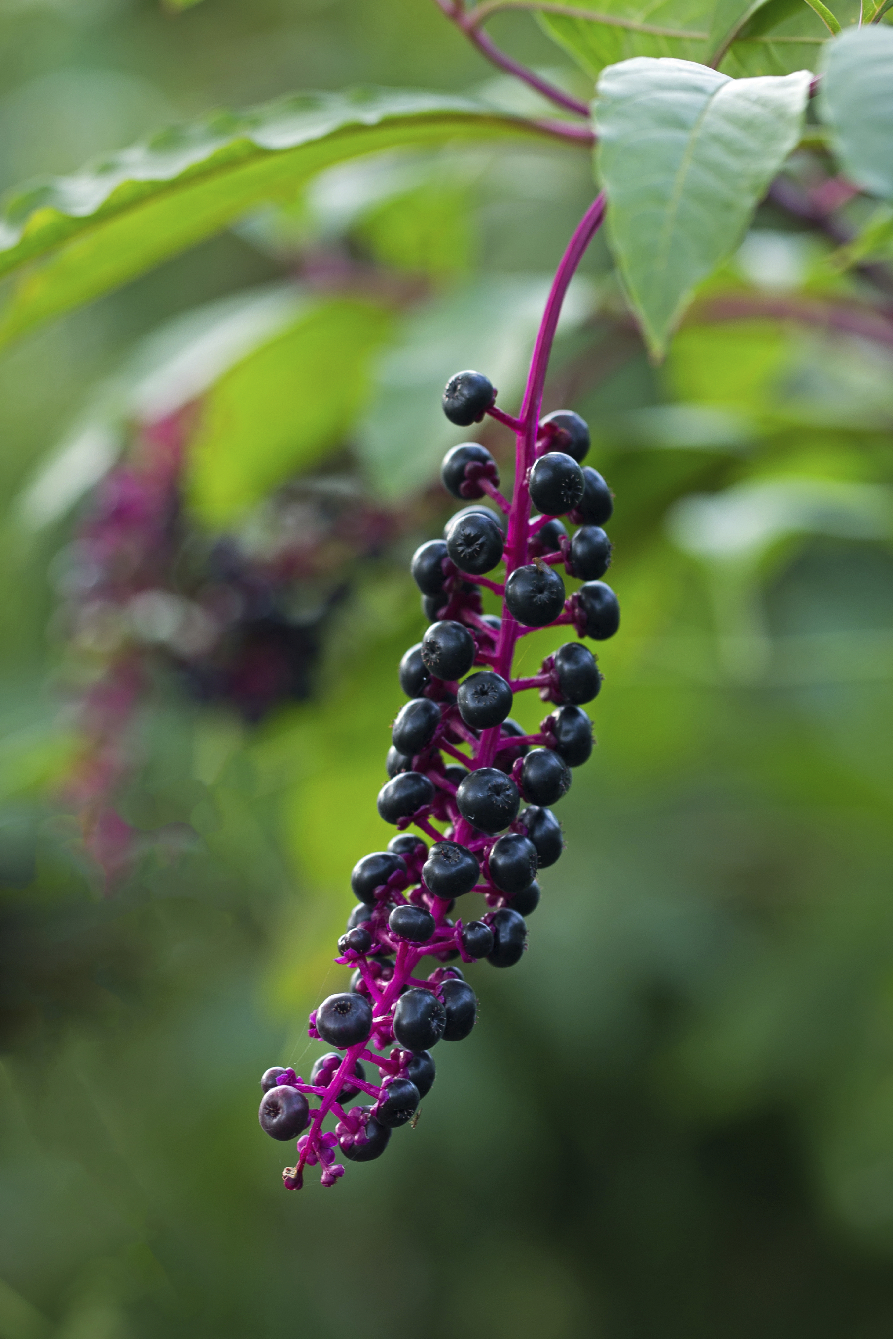 Pokeberries: A grape look-alike | Poison Control