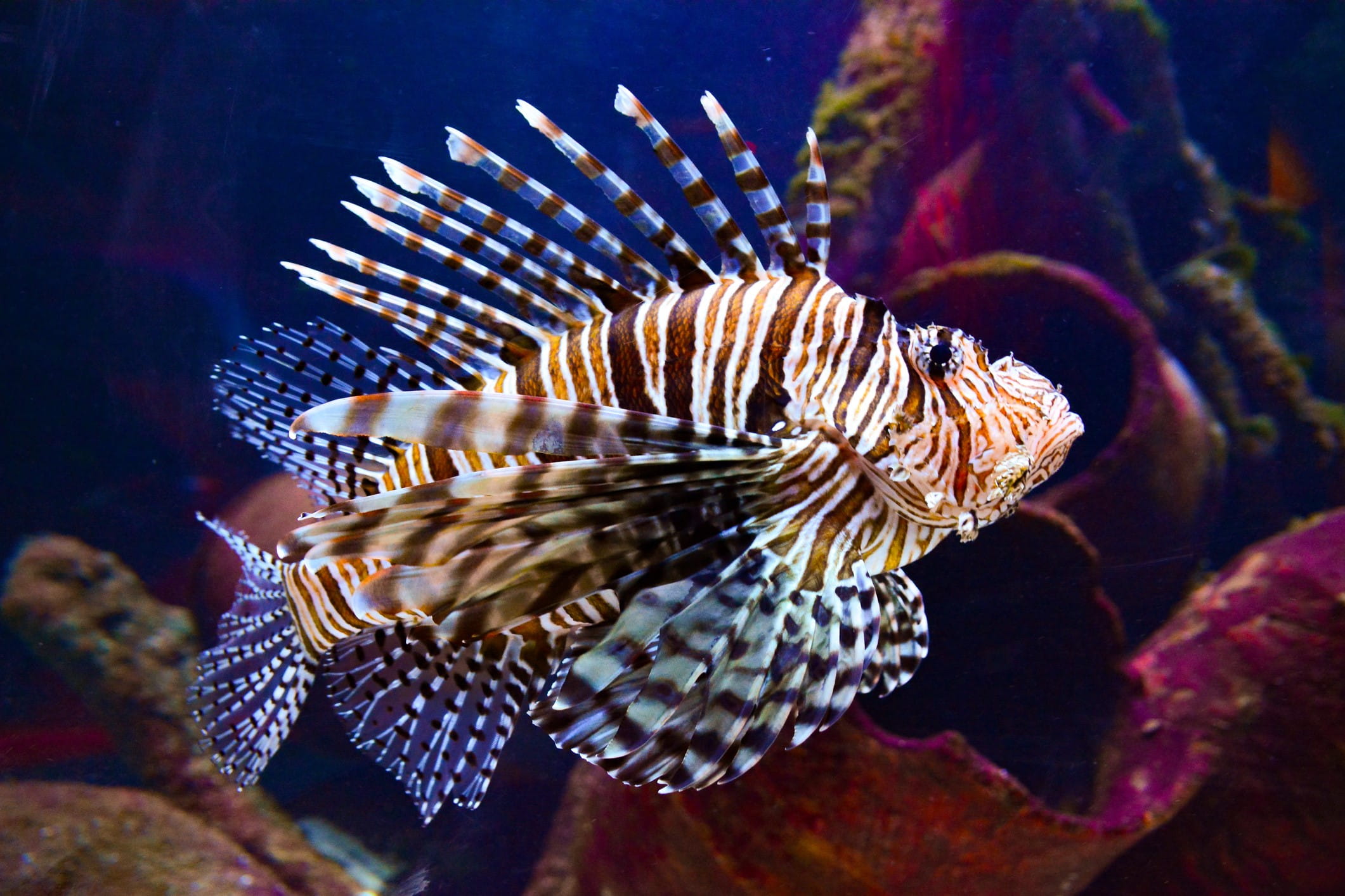 How to treat a lionfish sting | Poison Control