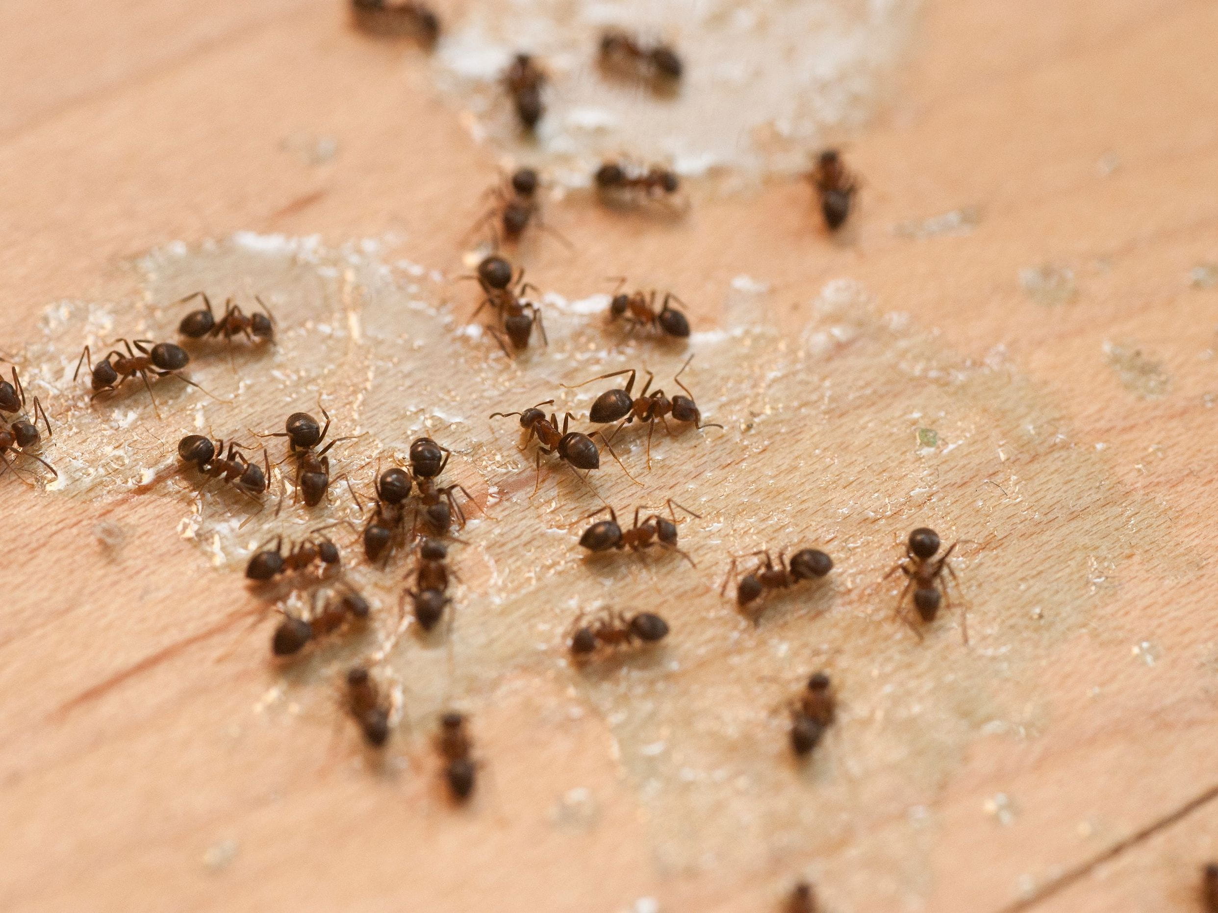 Borates, borax, and boric acid: Are they safe? | Poison Control